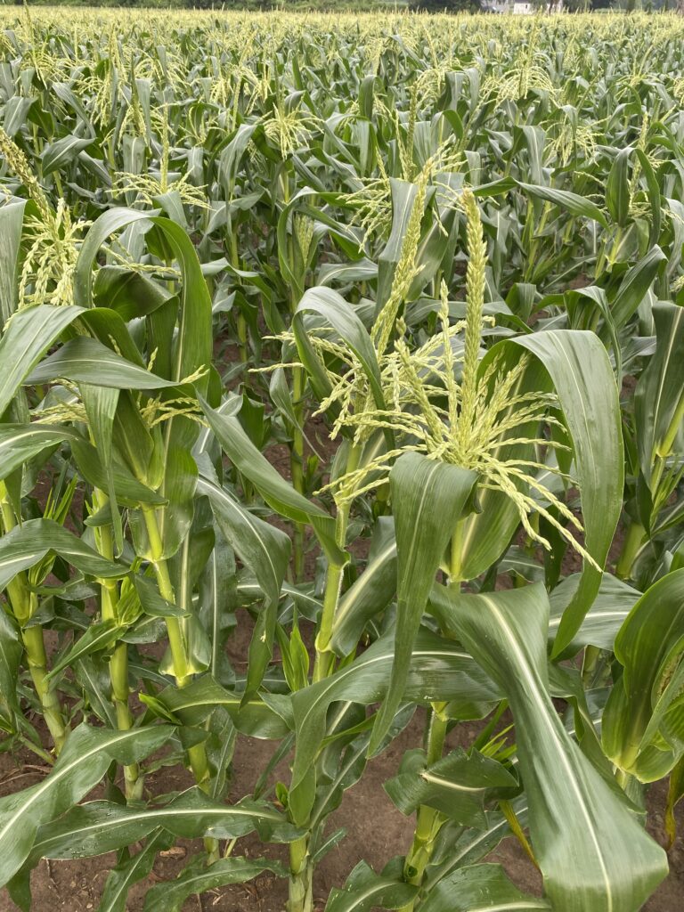 Grobe Fruit Farm – A Family Owned Farm for Six Generations, located in ...